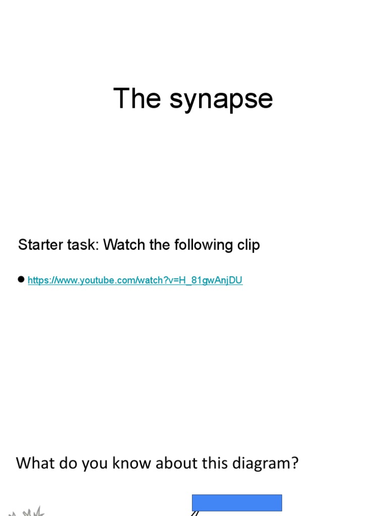 The Synapse | PDF | Science & Mathematics