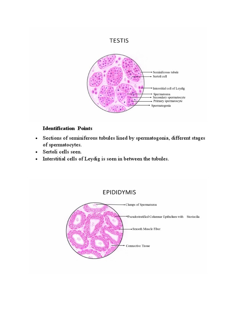 Male Reproductive System Pdf