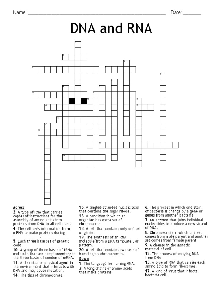 DNA and RNA Crosswordpuzzle | PDF | Rna | Dna