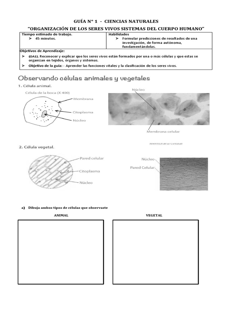 Guía 1 Organizacion Seres Vivos | PDF