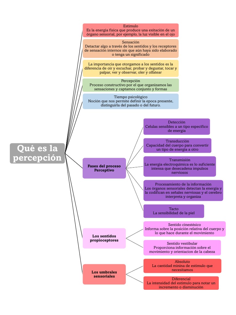 Qué Es La Percepción: Fases Del Proceso Perceptivo | PDF | Percepción ...