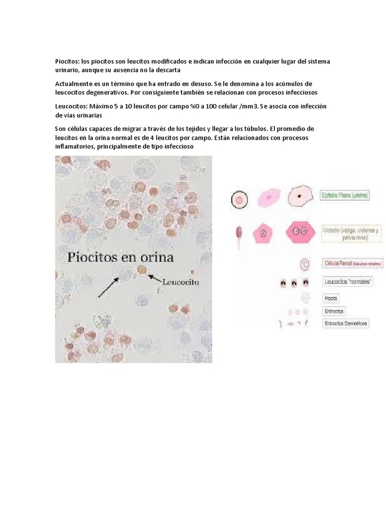 Piocitos Uro | PDF | Ciencia y matemáticas