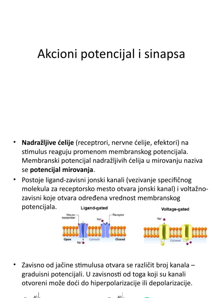 19 Akcioni Potencijal I Sinapsa | PDF