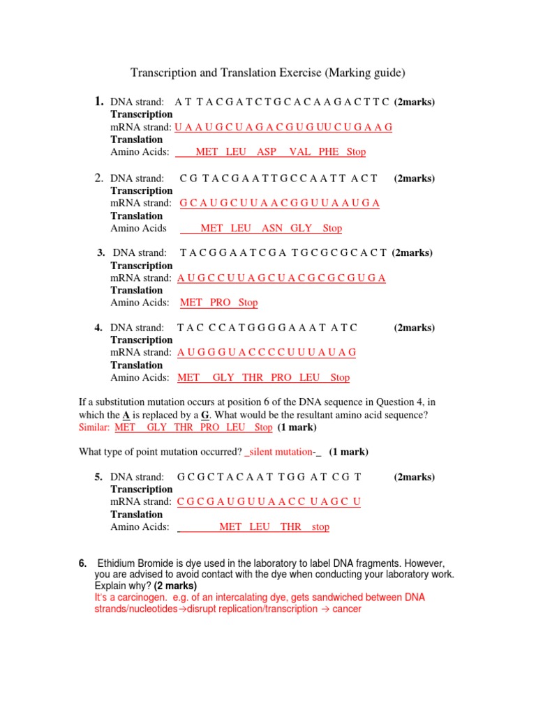 Lab 7 Transcription Translation 2 | PDF | Nucleic Acid Sequence ...