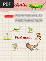 Daintree Rainforest Food Web | PDF