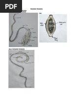 IOTA - Simple - Rules - Susanne - Johnson 2 PDF | PDF | Ovarian Cancer ...