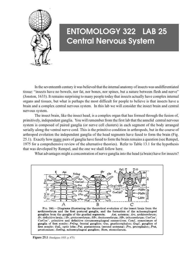 Central Nervous System | PDF | Insects | Nervous System