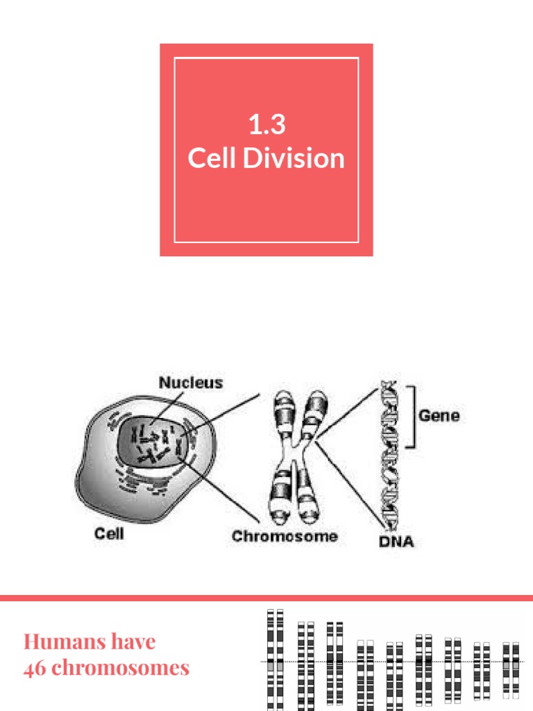 1.3 Cell Division and Mitosis | PDF | Mitosis | Cell (Biology)