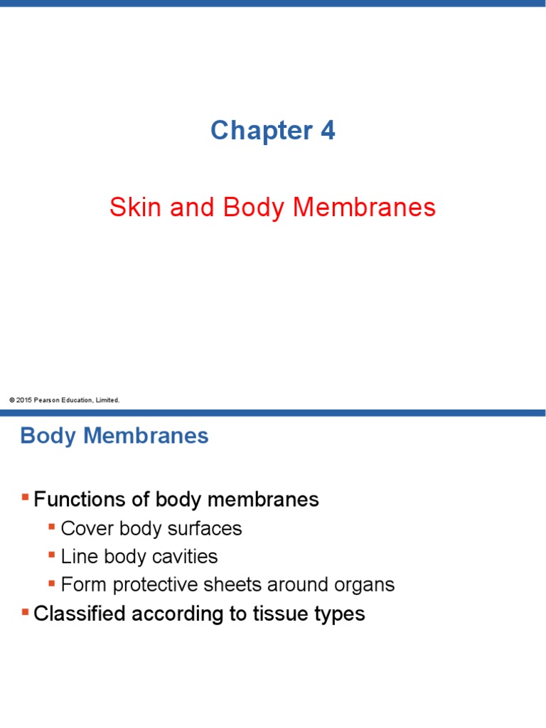 Body Membranes and Skin Functions | PDF | Integumentary System | Skin