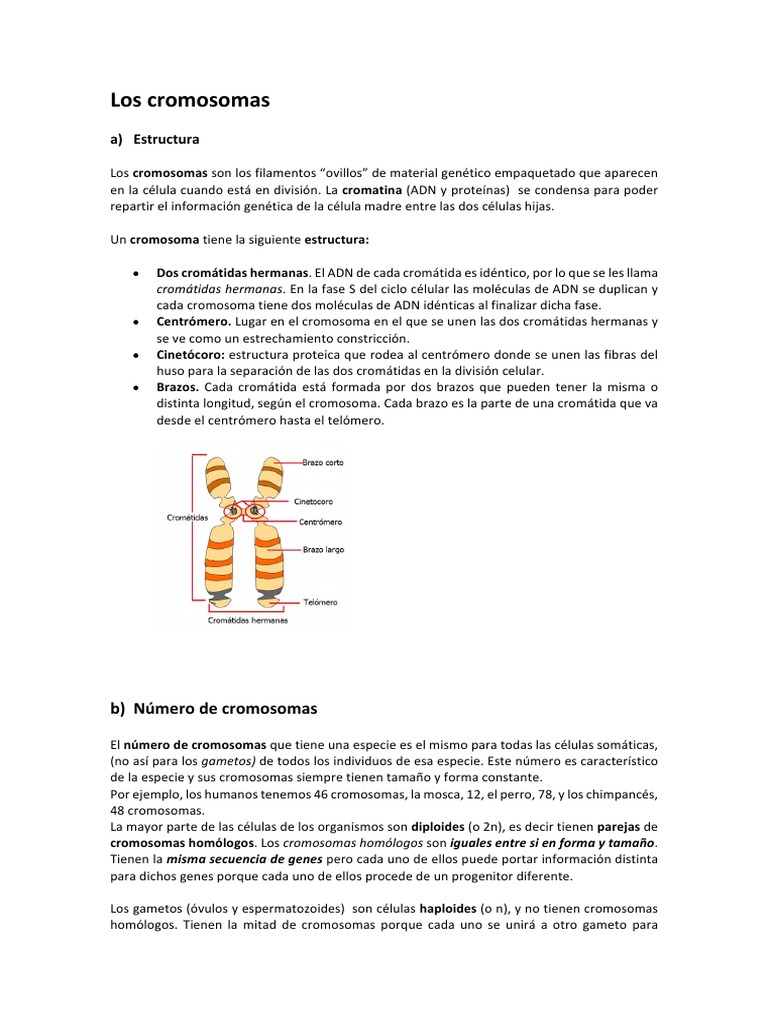 Los Cromosomas | PDF | Cromosoma | Ciencias de la vida