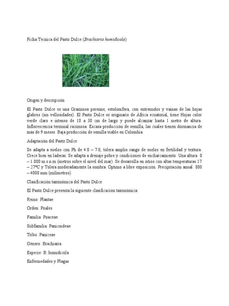 Ficha Técnica Del Pasto | PDF | Pasto | Fertilizante