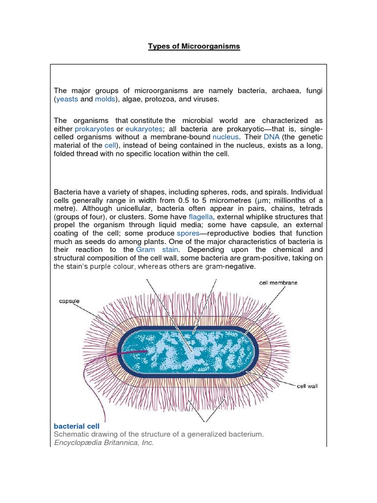 Types of Microorganisms | PDF