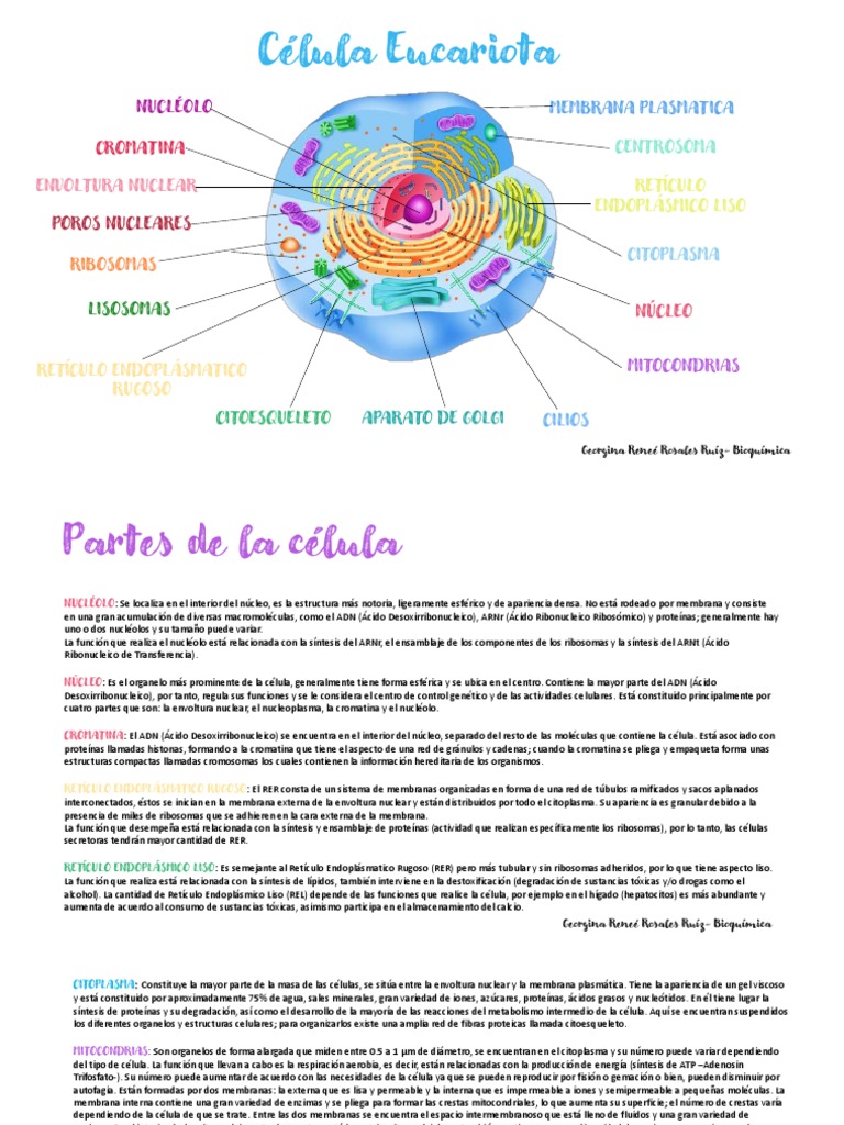 Celula Eucariota PDF | PDF | Citoplasma | Nucleo celular