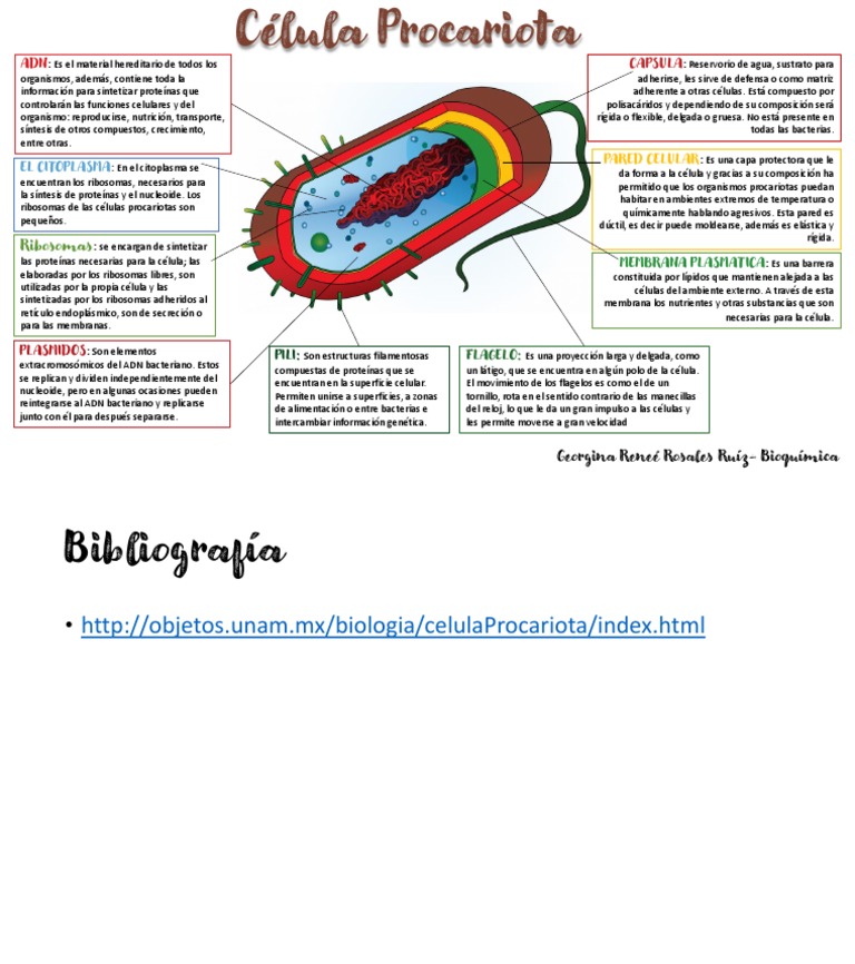Celula Procariota PDF | PDF | Biología Celular) | Las bacterias