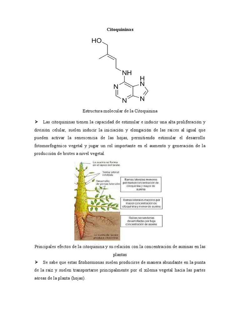 Citoquininas y ABA | PDF | Hormona Vegetal | Auxina