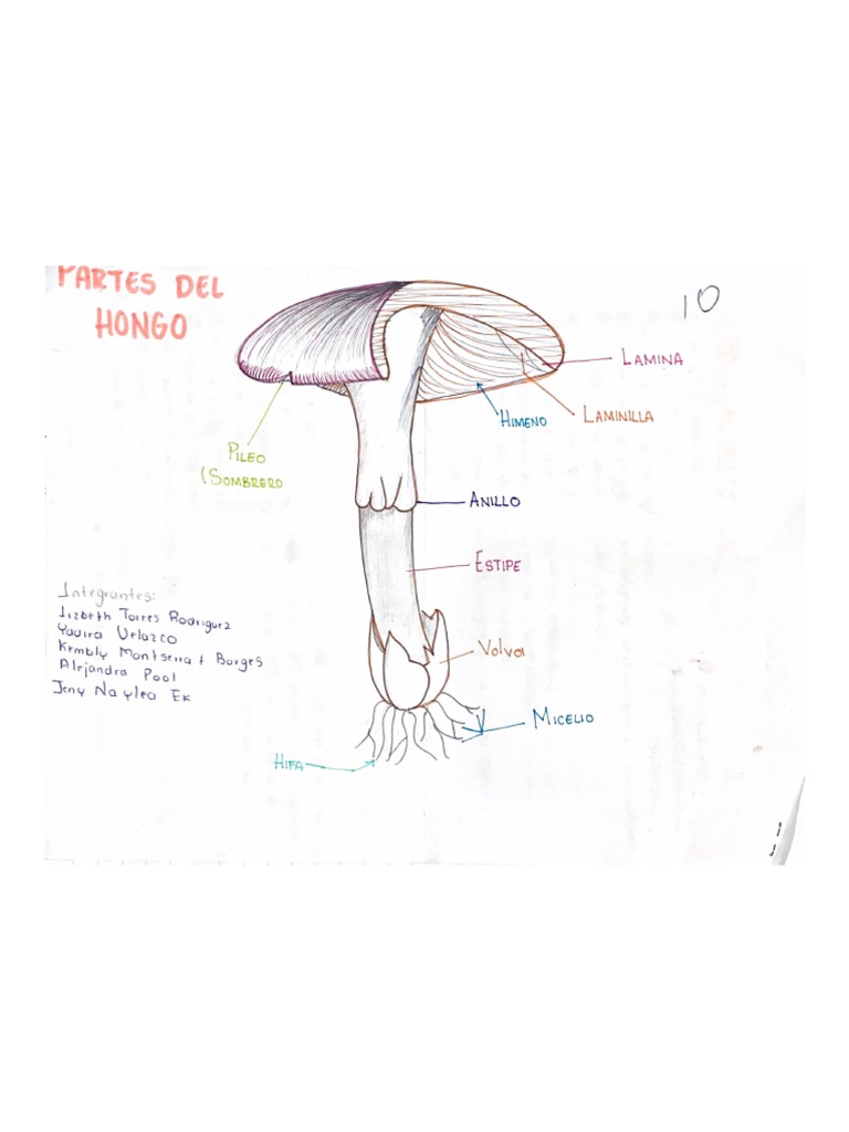 Partes Del Hongo | PDF