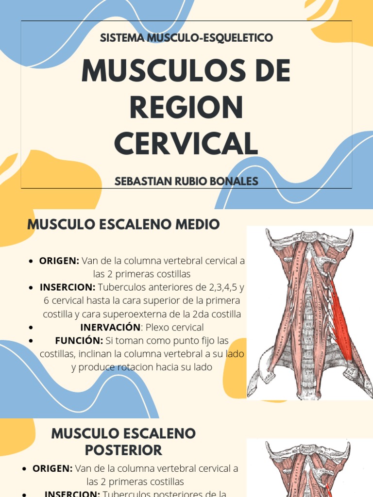 Musculos de La Region Cervical | PDF | Vértebra | La columna vertebral