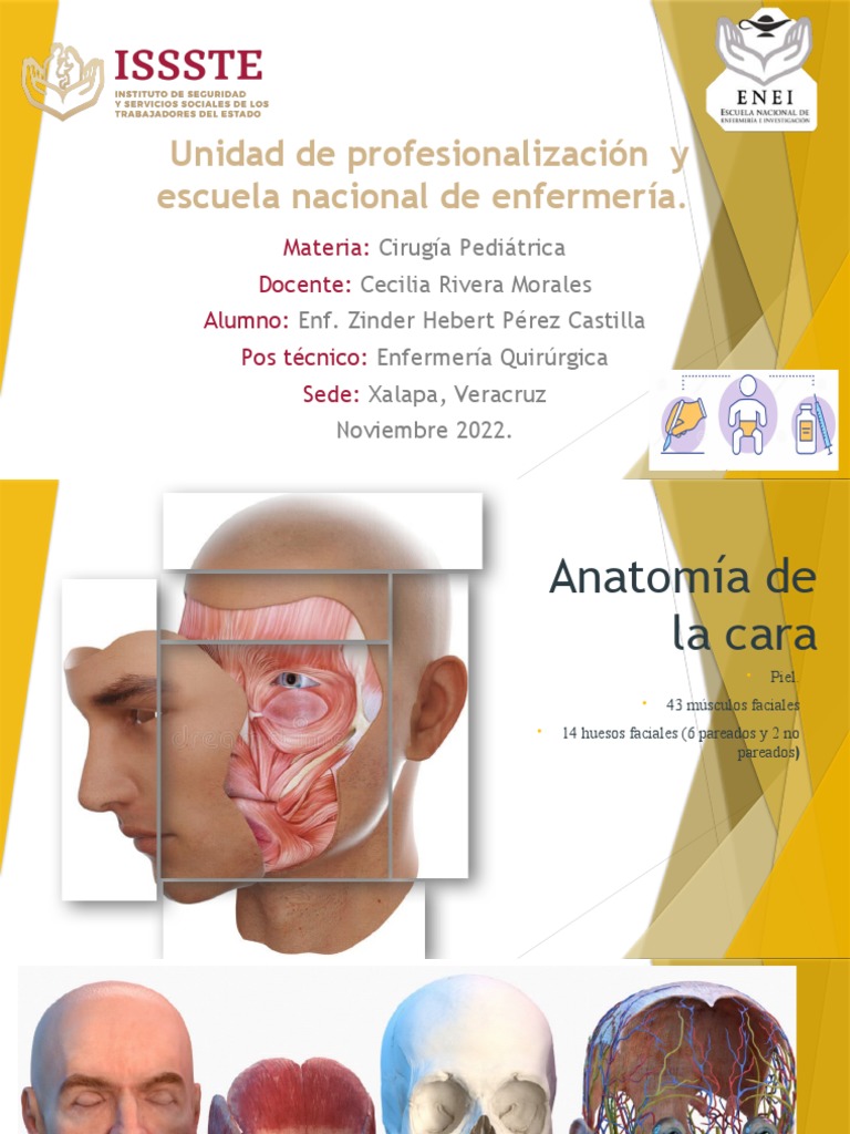 Expo. Anatomia de La Cara | PDF