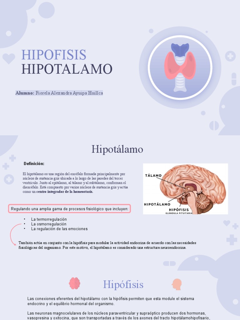 Hipotálamo e Hipófisis: Funciones Clave | PDF | Hipotálamo | Glándula ...