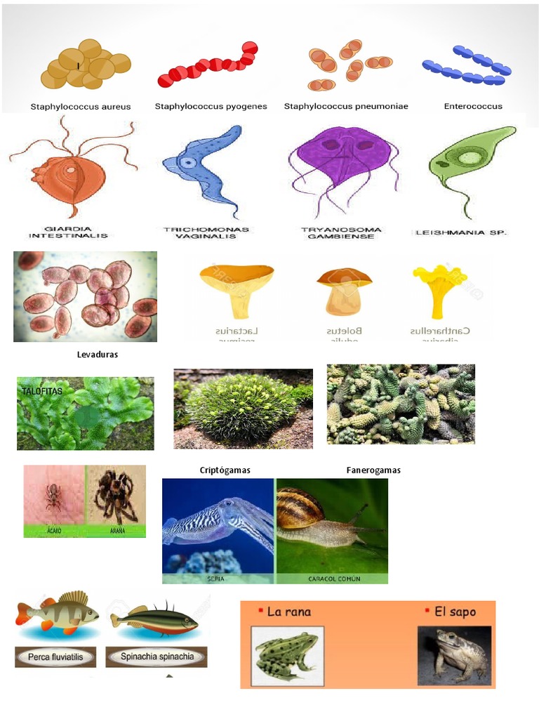 Biologia Recortes | PDF