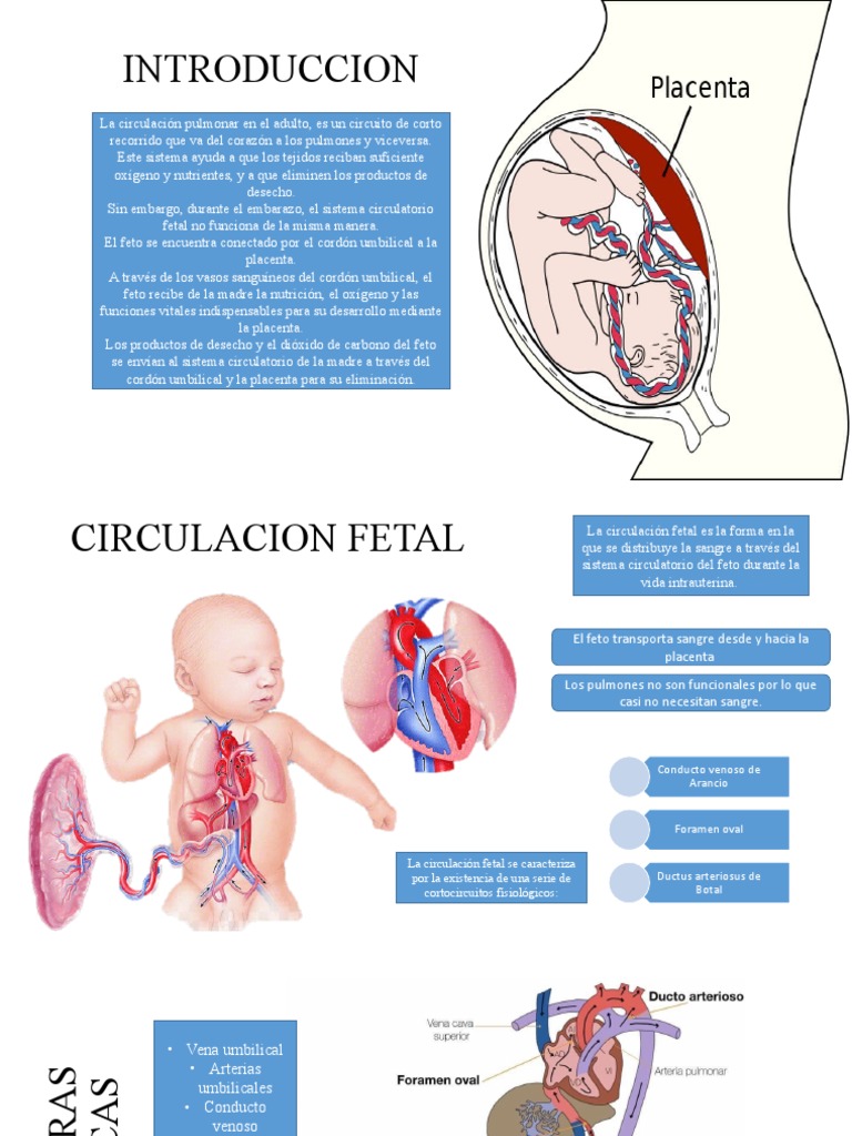 Circulacion Fetal | PDF