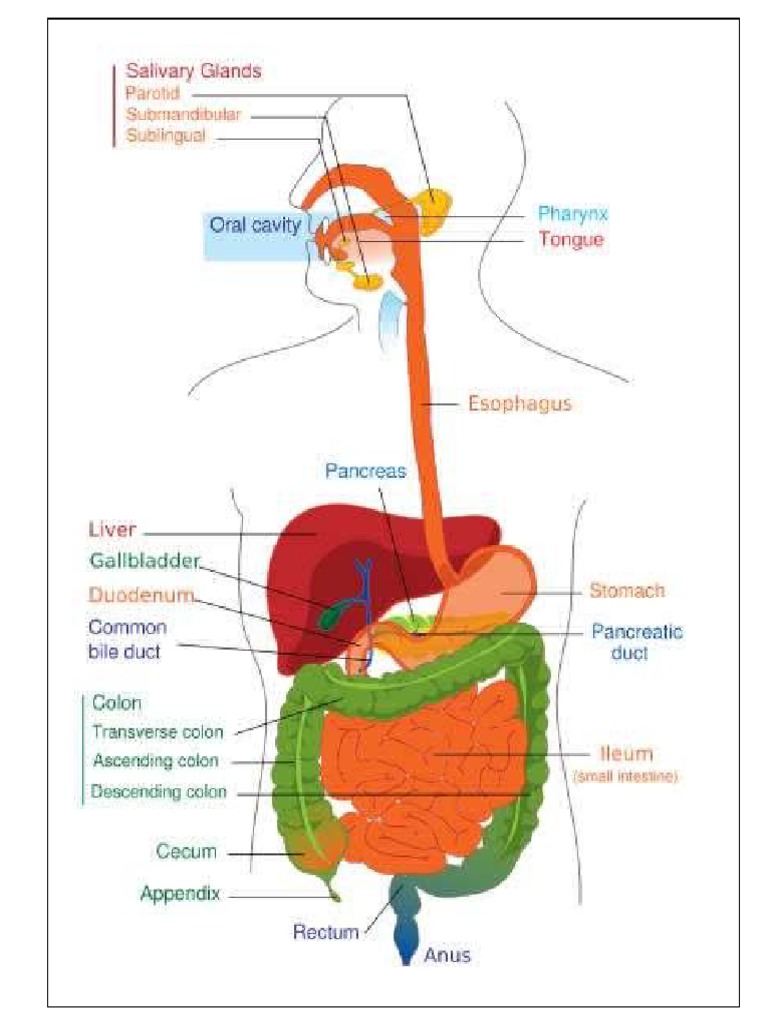 Digestive Sytem | PDF