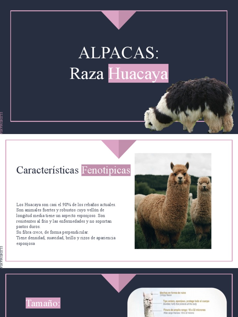 EXPO HUACAYA | PDF | Mamíferos