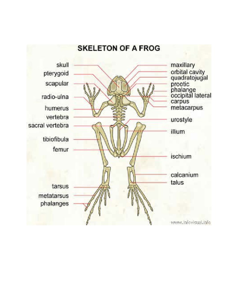 frog bones | PDF