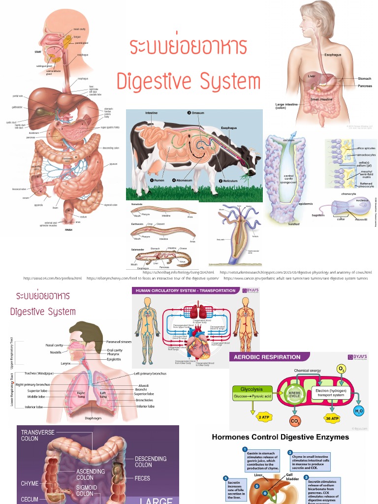Digestive System | PDF