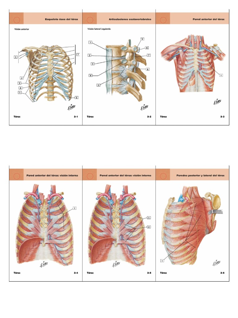 Netter T3 3X1C | PDF