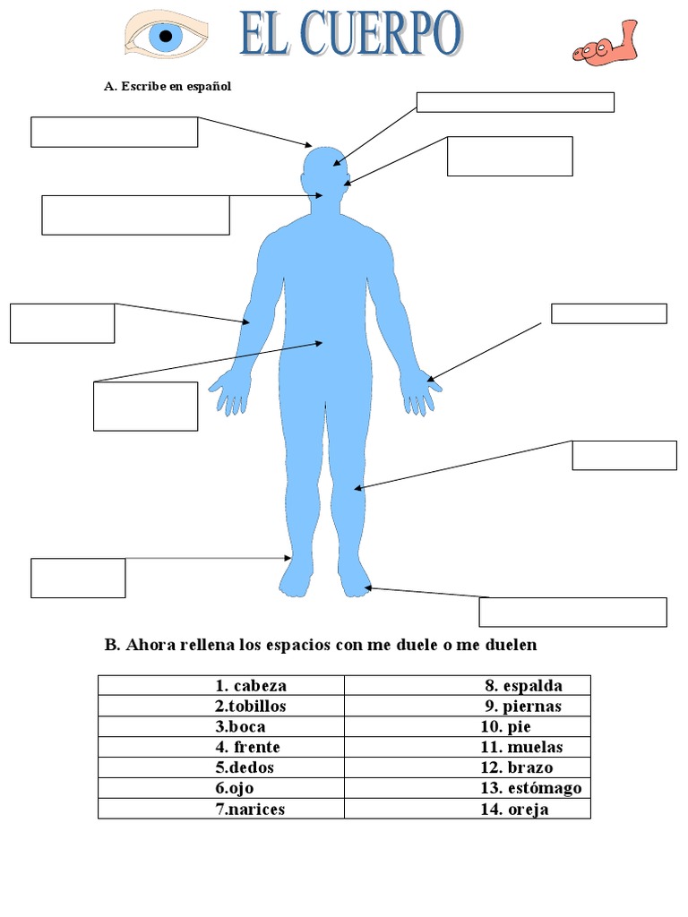 Completa con "me duele" o "me duelen" | PDF