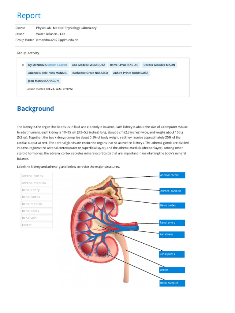 Water Balance Lab Report | PDF | Kidney | Adrenal Gland