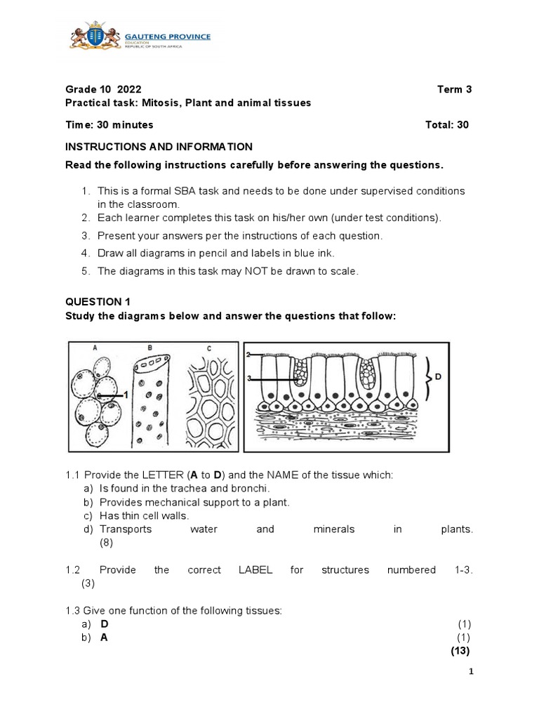 Term_3_Gr.10_practical_task_2022_final_edit | PDF | Mitosis | Cell ...
