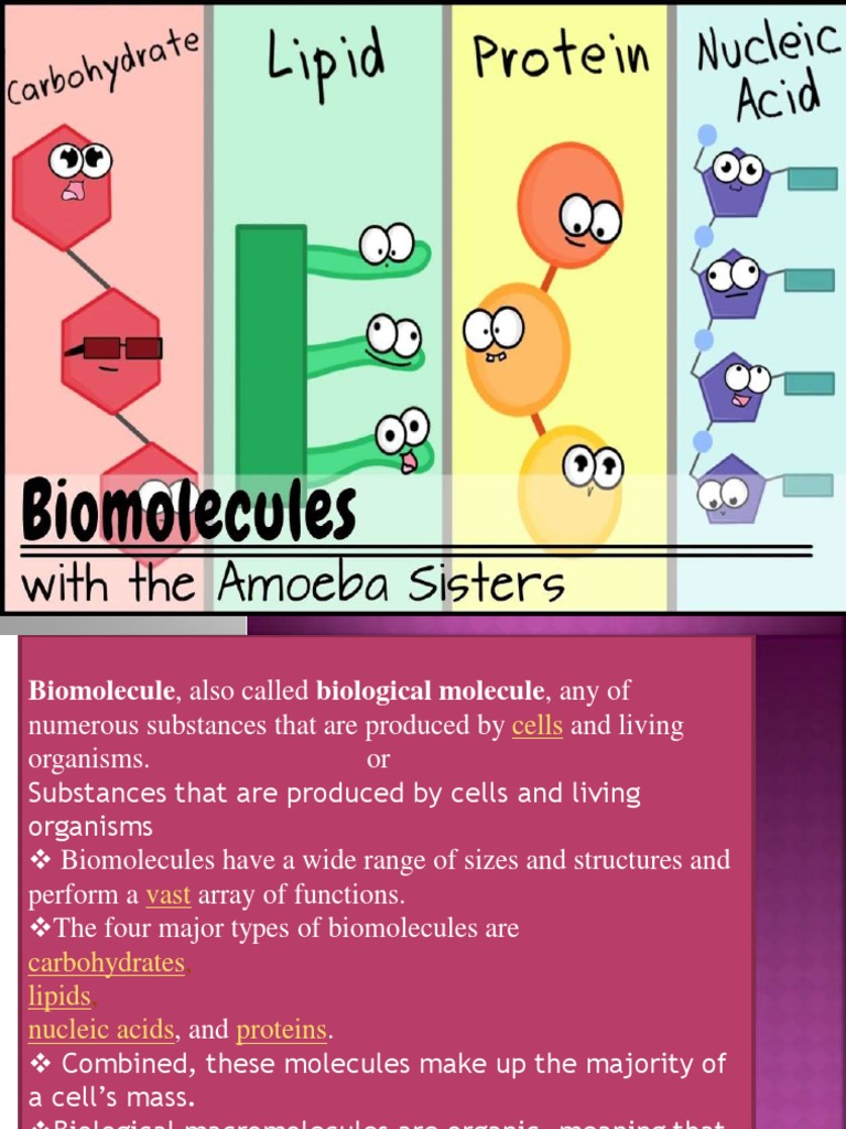 Chapter 4 - Biological Molecules | PDF | Carbohydrates | Rna
