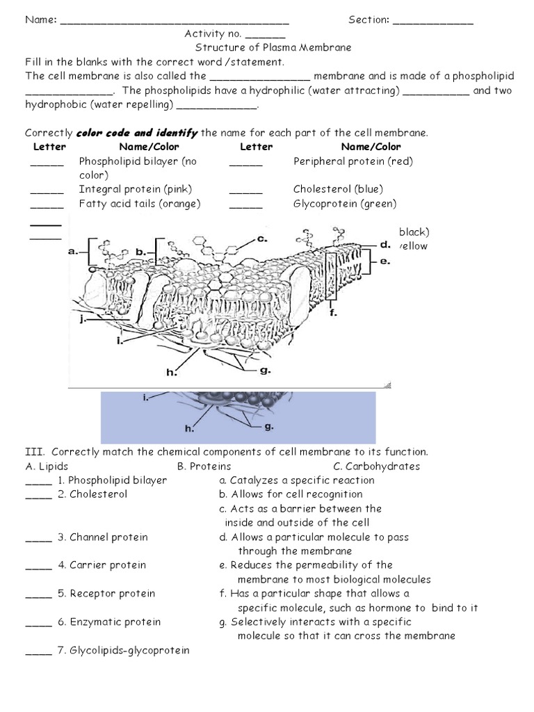 Activity.plasma Membrane | PDF