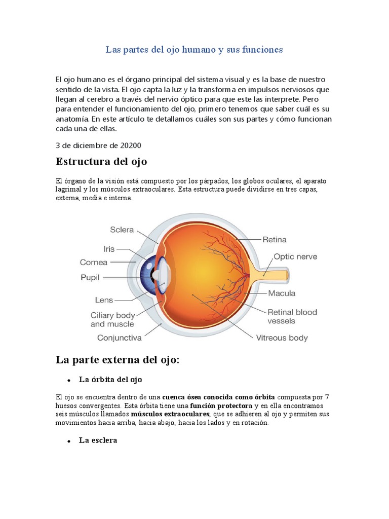 El ojo humano es el órgano principal del sistema visual | PDF | Ojo humano | Ojo