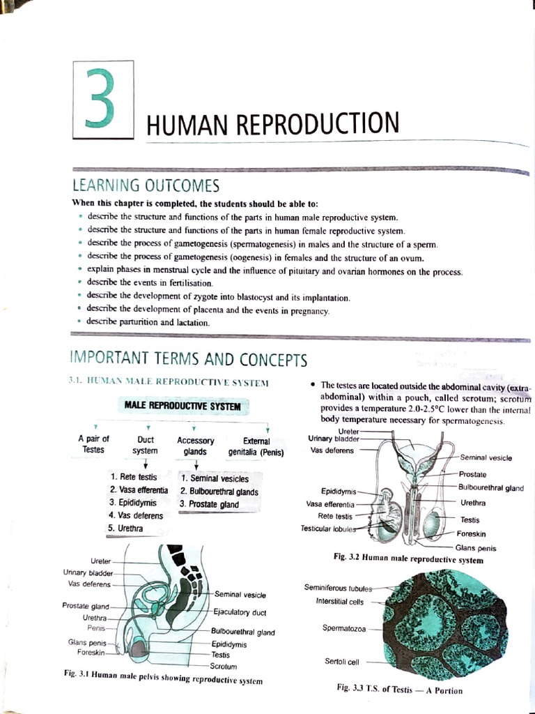 Human Reproductive Processes Explained | PDF | Testicle | Reproductive ...