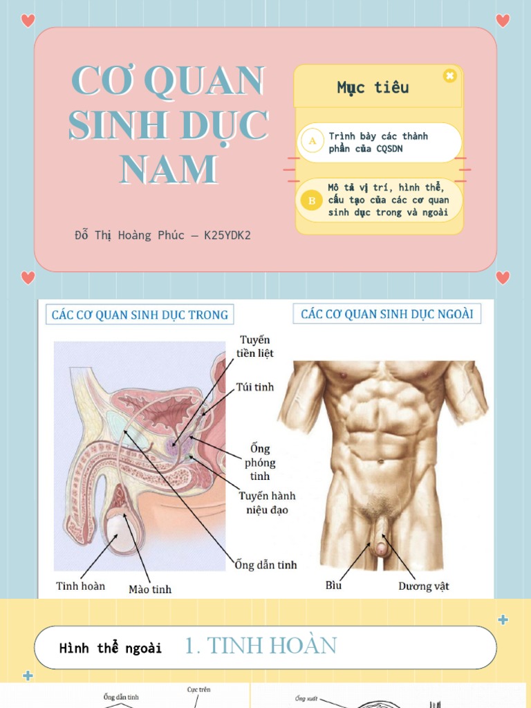 Cơ Quan Sinh D C Nam | PDF