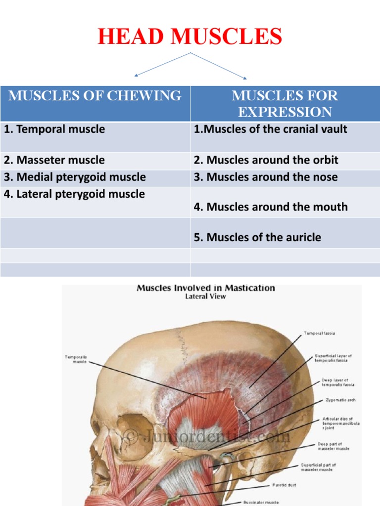 Lesson 1o Head Muscles | PDF | Skeletal System | Human Anatomy