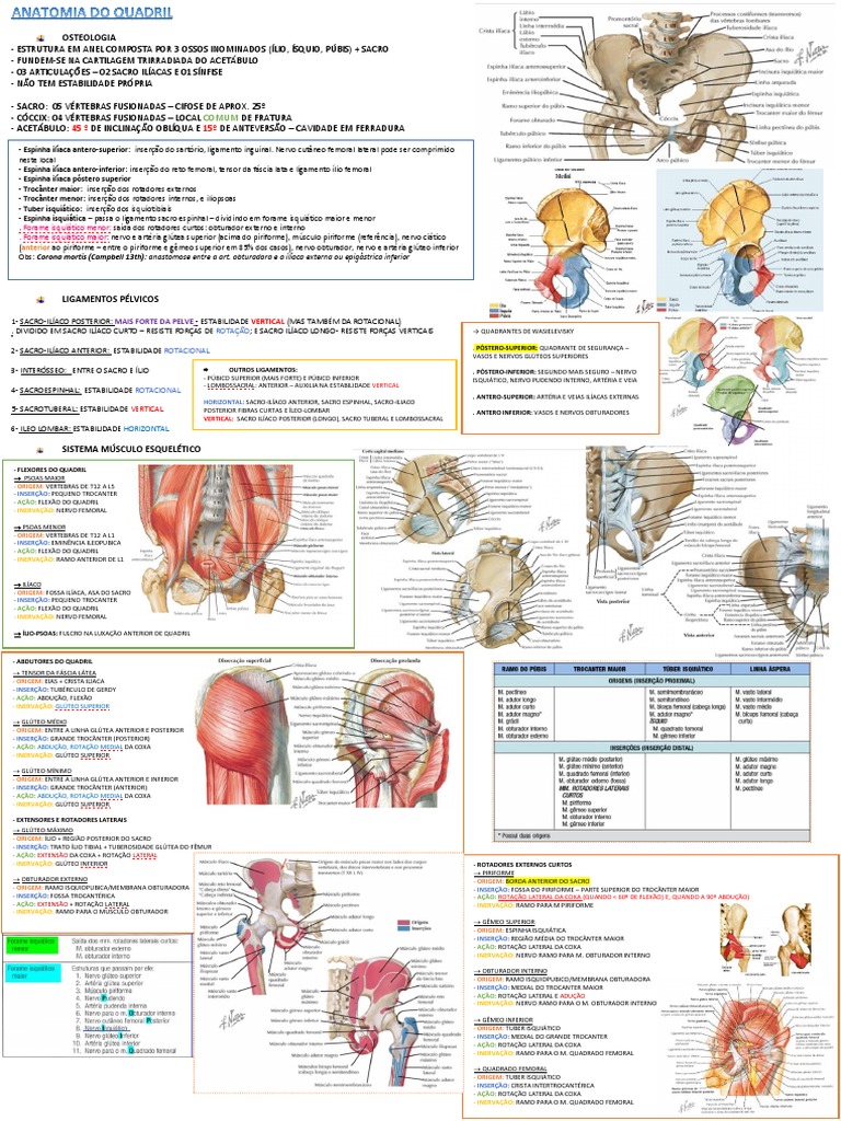 Anatomia Quadril Moquinha TEOT 2021 | PDF | Joelho | Pélvis