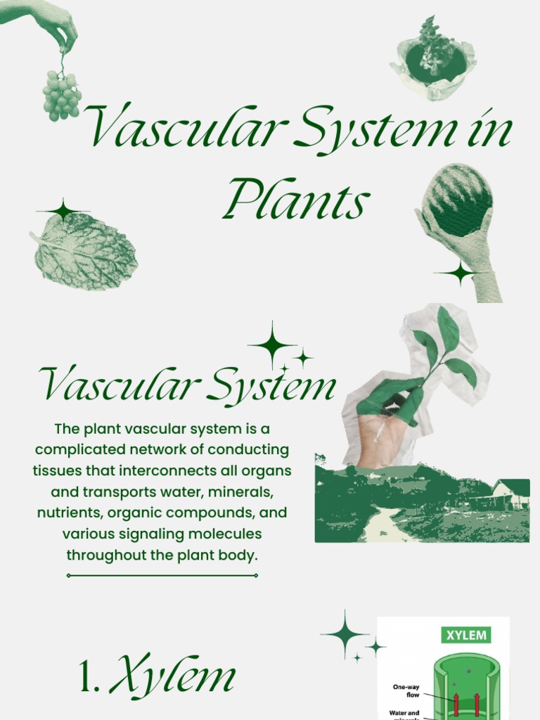 vascular-system-in-plants-1 | PDF | Plant Nutrition | Leaf