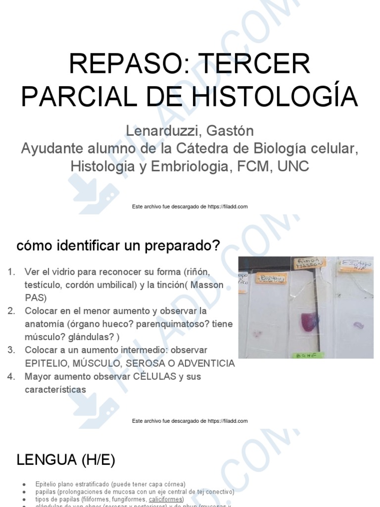 Repaso Histo 3er Parcial | PDF | Epitelio | Riñón