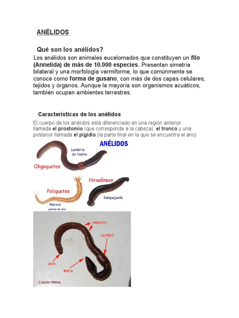 ANÉLIDOS | PDF
