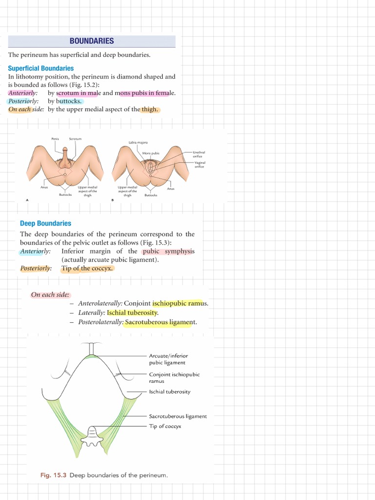 Perinium | PDF | Pelvis | Abdomen