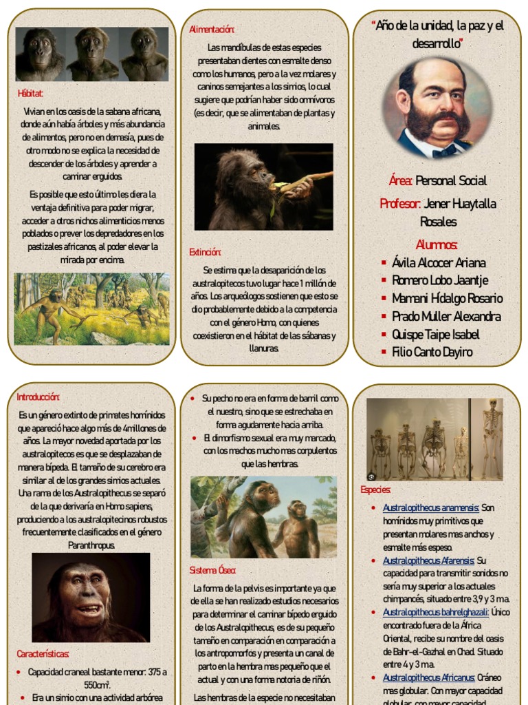 Triptico - Hombre Australopithecus | PDF