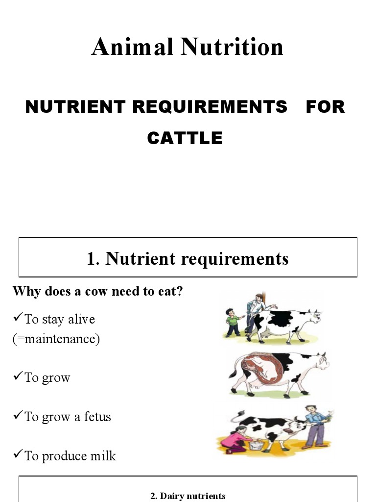 Nutrient Requirements For Cattle | PDF | Dairy Cattle | Milk