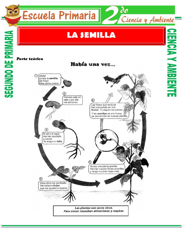 La Semilla para Segundo de Primaria | PDF | Semilla | Tallo de la planta