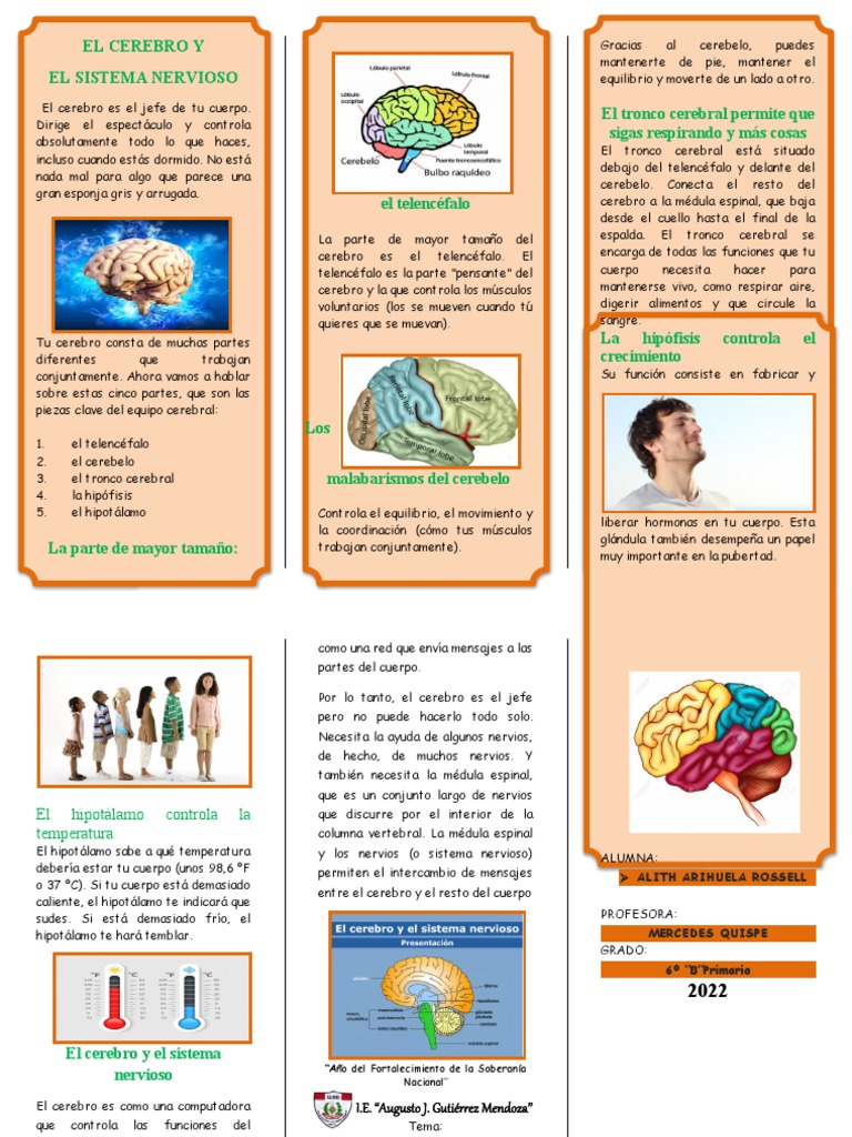 Triptico El Cerebro | Descargar gratis PDF | Cerebro | Hipotálamo