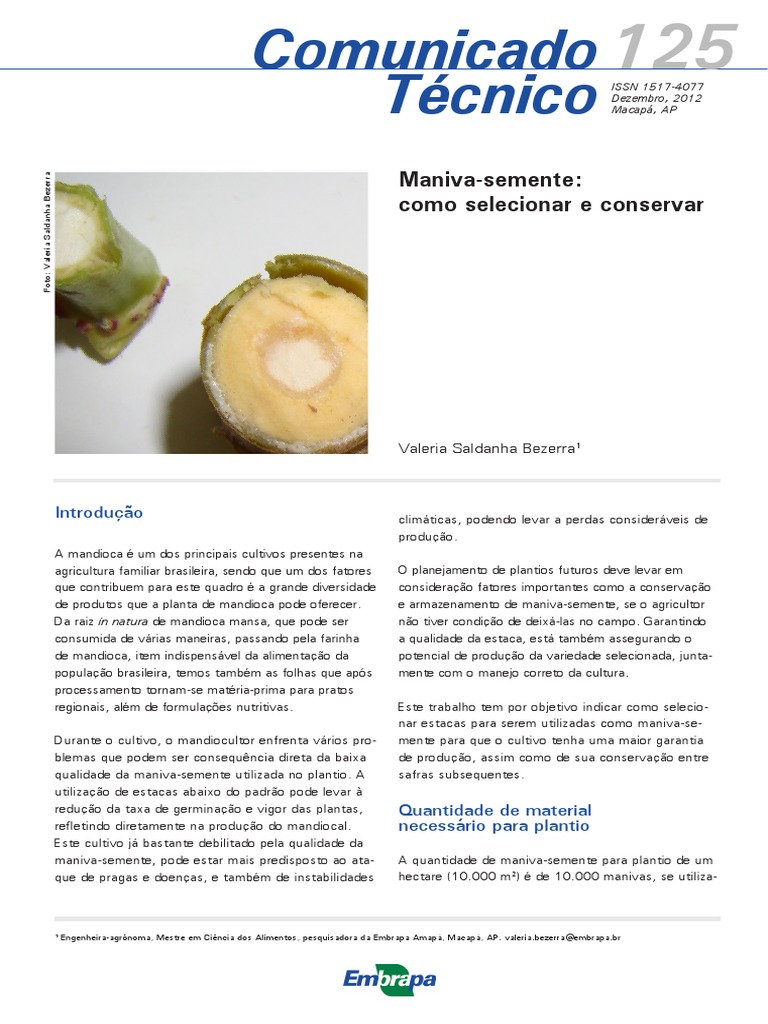 Maniva-Semente - Como Selecionar e Conservar - Comunicado-Tecnico 125 | PDF | Agricultura | Plantas