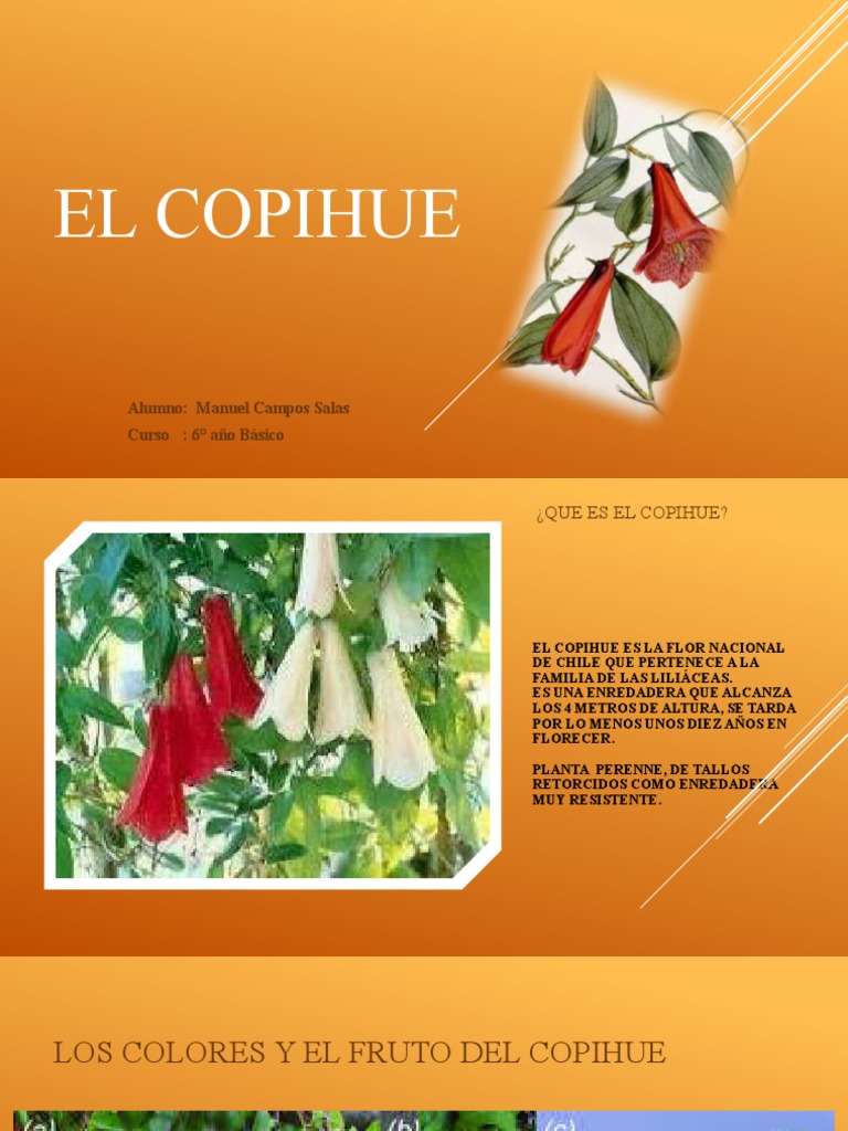 El Copihue: Flor Nacional de Chile | PDF | Hogar, jardinería y bricolaje